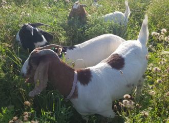 Hanham Hall – Hanham Hall Residents Group events and information